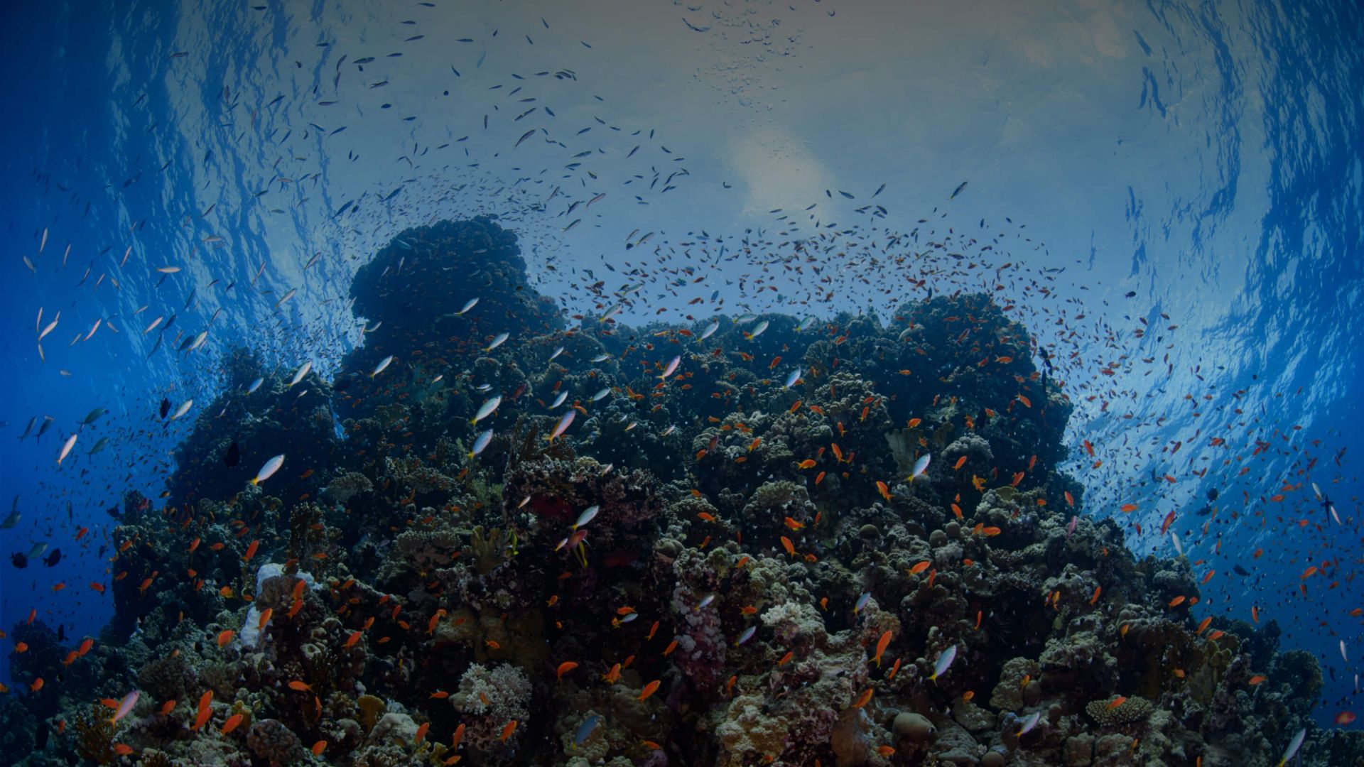 NEOM x OceanX Red Sea Expedition